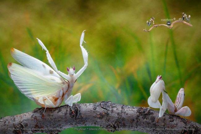 Mantis Mayhem: Wildlife Photographer Gets Up Close and Personal with ...