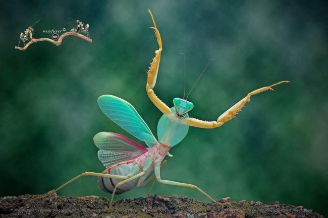 Mantis Mayhem: Wildlife Photographer Gets Up Close and Personal with ...