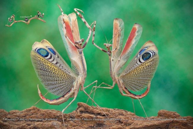 Mantis Mayhem: Wildlife Photographer Gets Up Close and Personal with ...