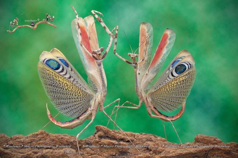 Mantis Mayhem: Wildlife Photographer Gets Up Close and Personal with ...