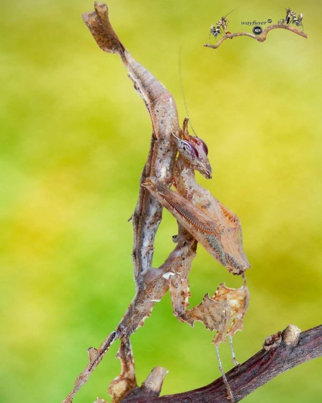 Mantis Mayhem: Wildlife Photographer Gets Up Close and Personal with ...