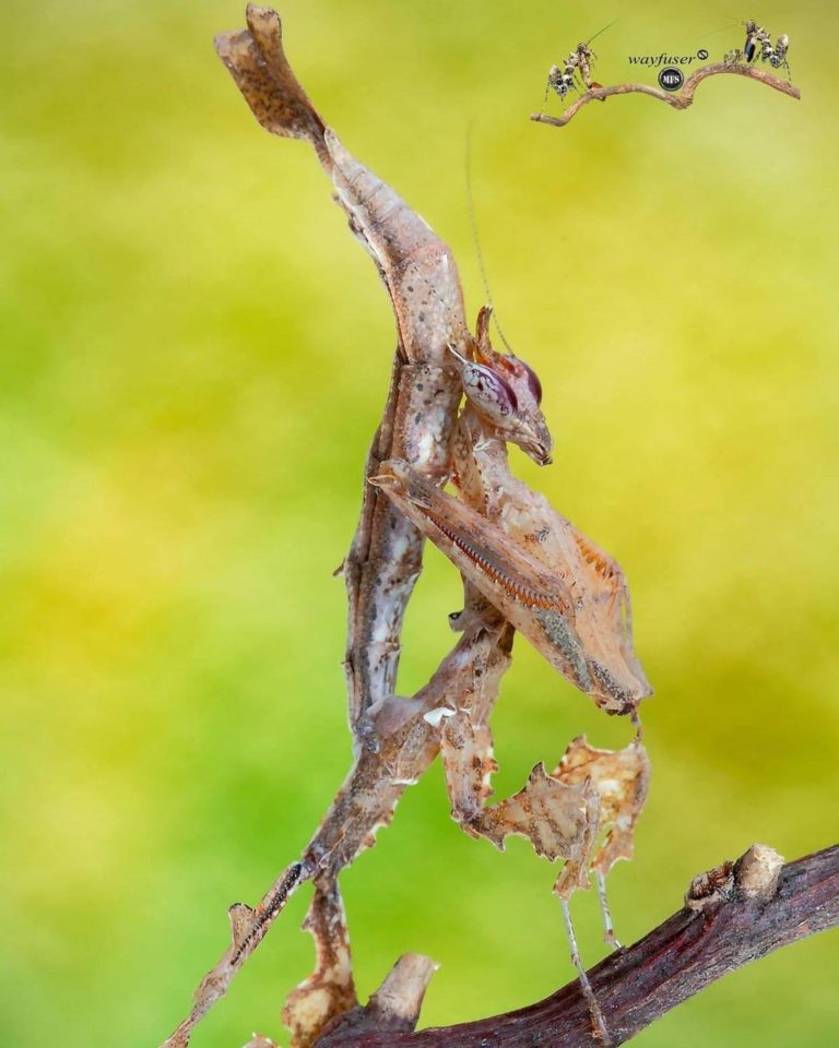 Mantis Mayhem: Wildlife Photographer Gets Up Close and Personal with ...
