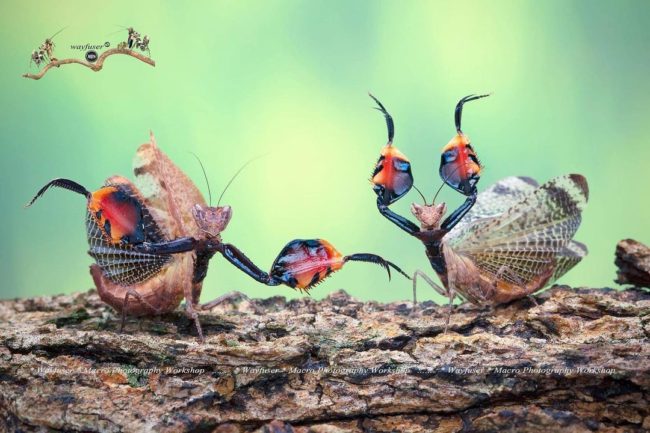 Mantis Mayhem: Wildlife Photographer Gets Up Close and Personal with ...
