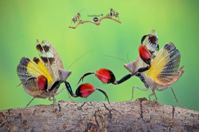 Mantis Mayhem: Wildlife Photographer Gets Up Close and Personal with ...