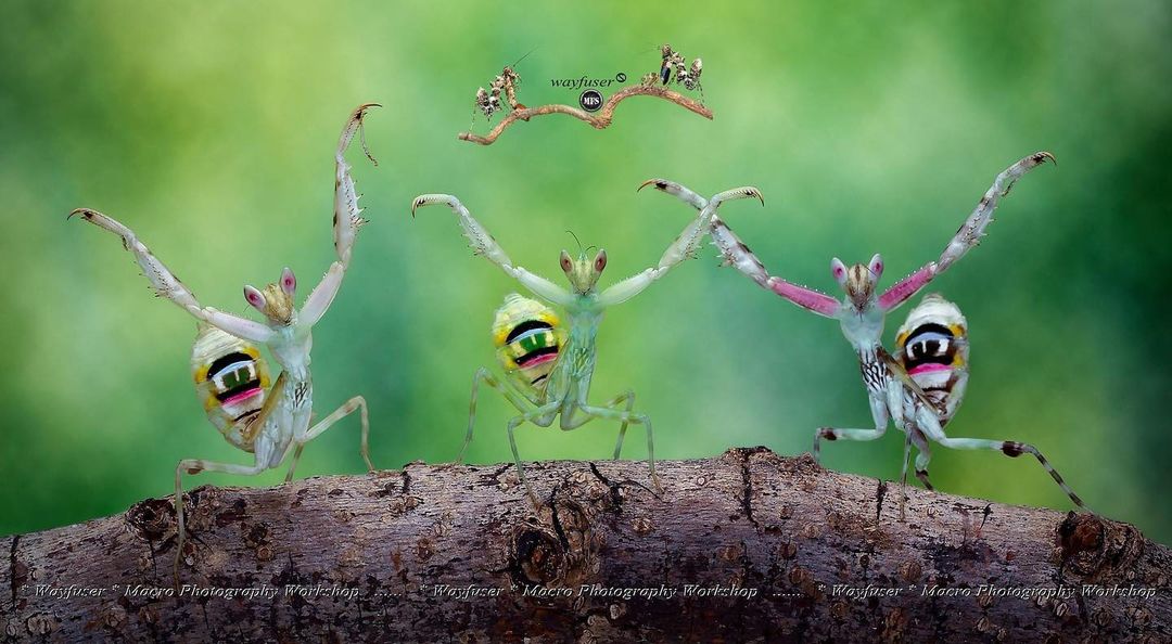 Mantis Mayhem: Wildlife Photographer Gets Up Close and Personal with ...