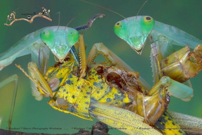 Mantis Mayhem: Wildlife Photographer Gets Up Close and Personal with ...