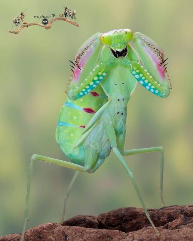 Mantis Mayhem: Wildlife Photographer Gets Up Close and Personal with ...