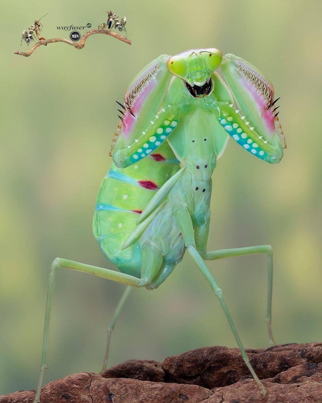 Mantis Mayhem: Wildlife Photographer Gets Up Close and Personal with ...