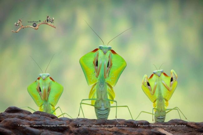 Mantis Mayhem: Wildlife Photographer Gets Up Close and Personal with ...