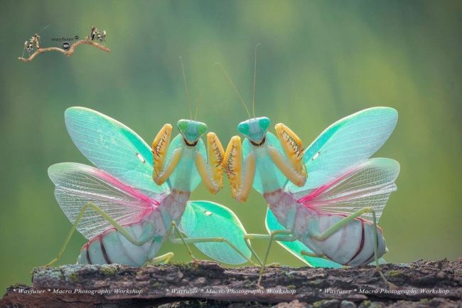 Mantis Mayhem: Wildlife Photographer Gets Up Close and Personal with ...