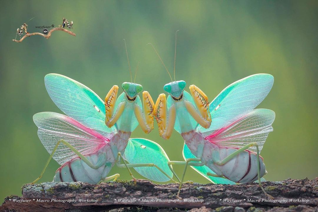 Mantis Mayhem: Wildlife Photographer Gets Up Close and Personal with ...