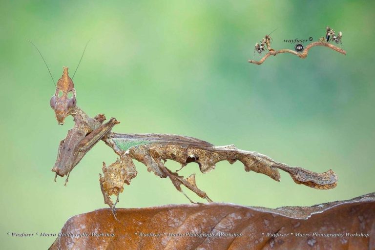 Mantis Mayhem: Wildlife Photographer Gets Up Close and Personal with ...