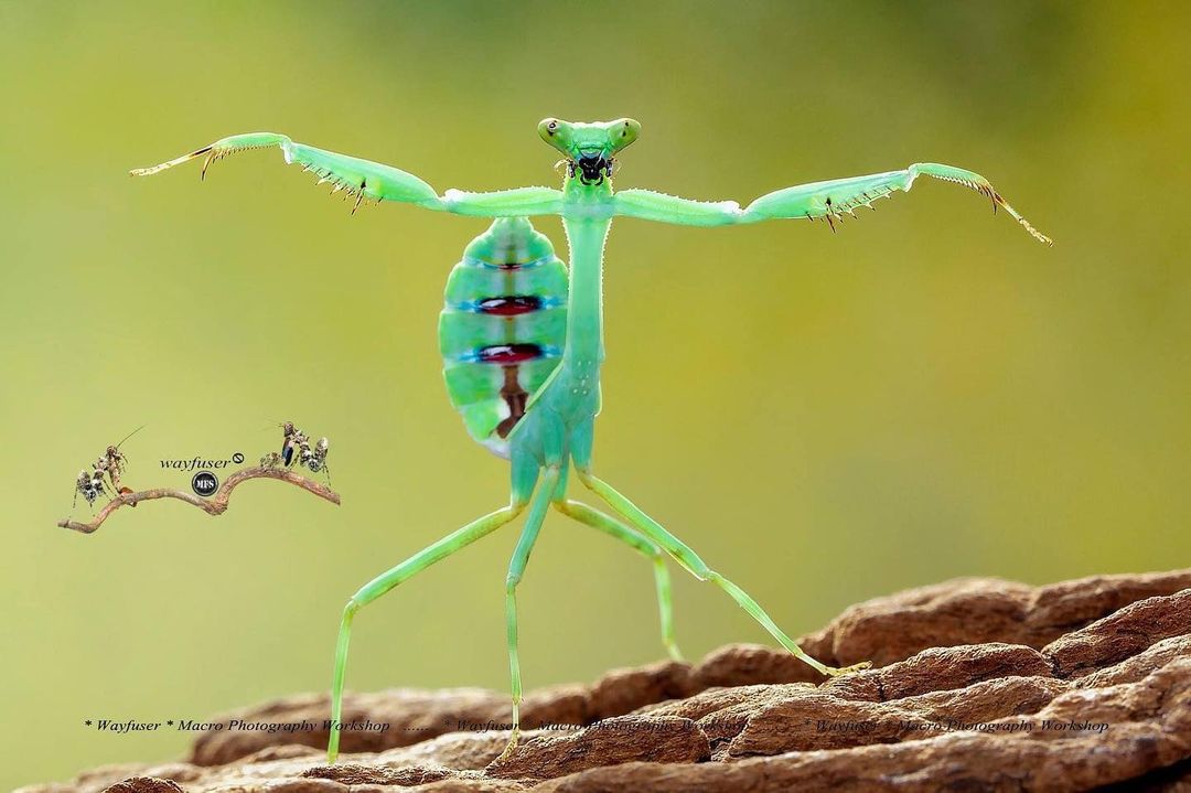 Mantis Mayhem: Wildlife Photographer Gets Up Close and Personal with ...