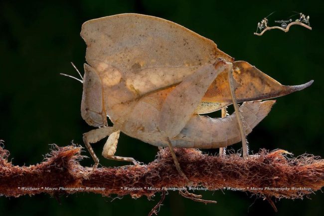 Mantis Mayhem: Wildlife Photographer Gets Up Close and Personal with ...