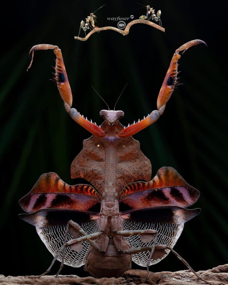 Mantis Mayhem: Wildlife Photographer Gets Up Close and Personal with ...