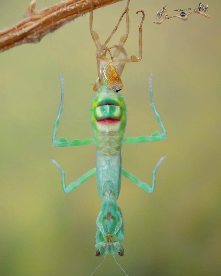 Mantis Mayhem: Wildlife Photographer Gets Up Close and Personal with ...