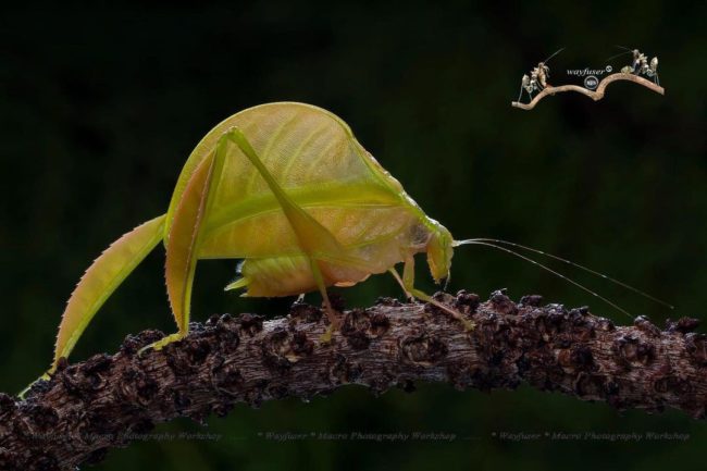 Mantis Mayhem: Wildlife Photographer Gets Up Close and Personal with ...