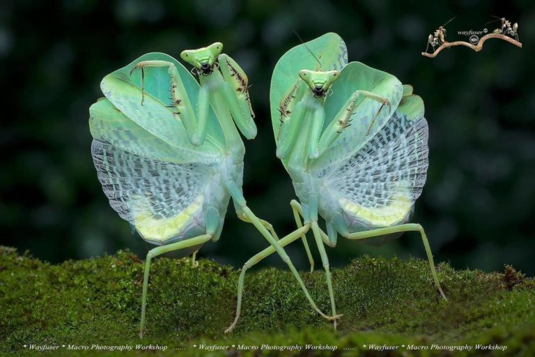 Mantis Mayhem: Wildlife Photographer Gets Up Close and Personal with ...