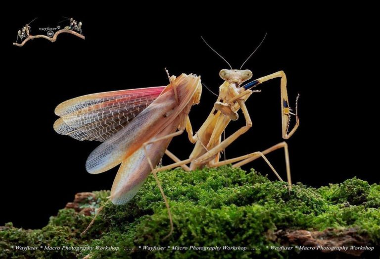 Mantis Mayhem: Wildlife Photographer Gets Up Close and Personal with ...
