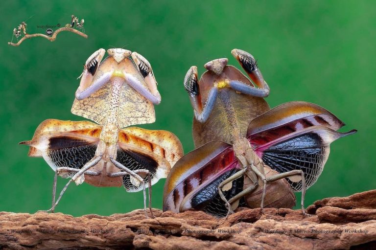Mantis Mayhem: Wildlife Photographer Gets Up Close and Personal with ...