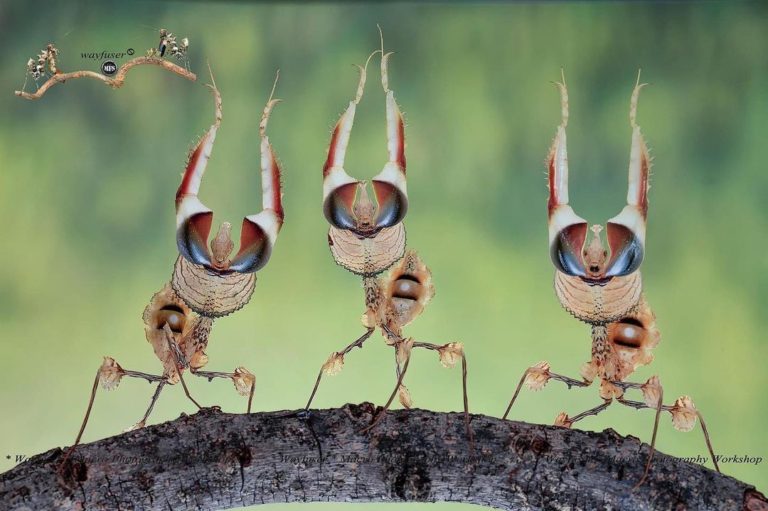 Mantis Mayhem: Wildlife Photographer Gets Up Close and Personal with ...
