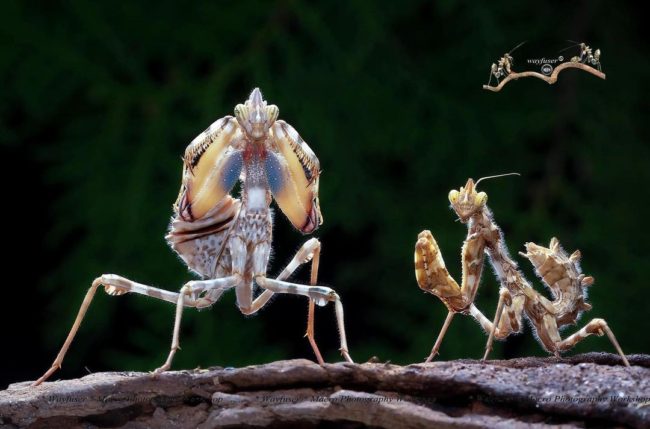 Mantis Mayhem: Wildlife Photographer Gets Up Close and Personal with ...