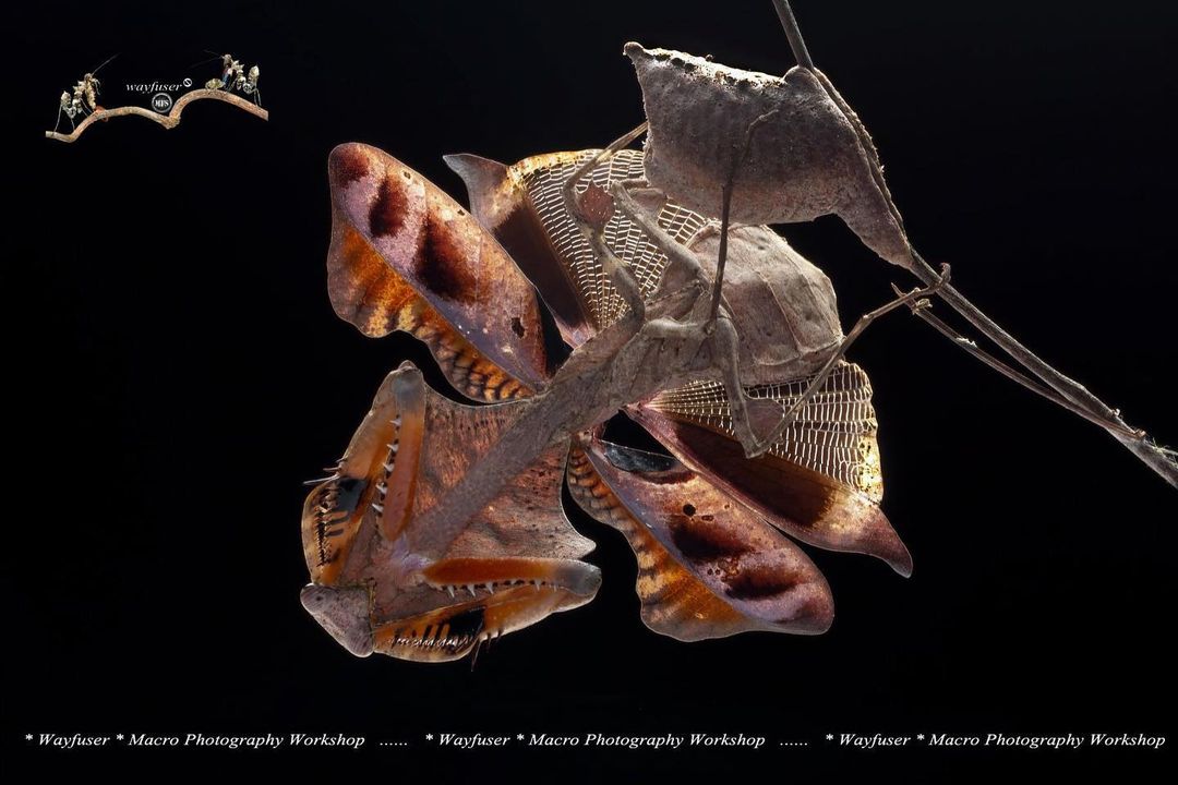 Mantis Mayhem: Wildlife Photographer Gets Up Close and Personal with ...