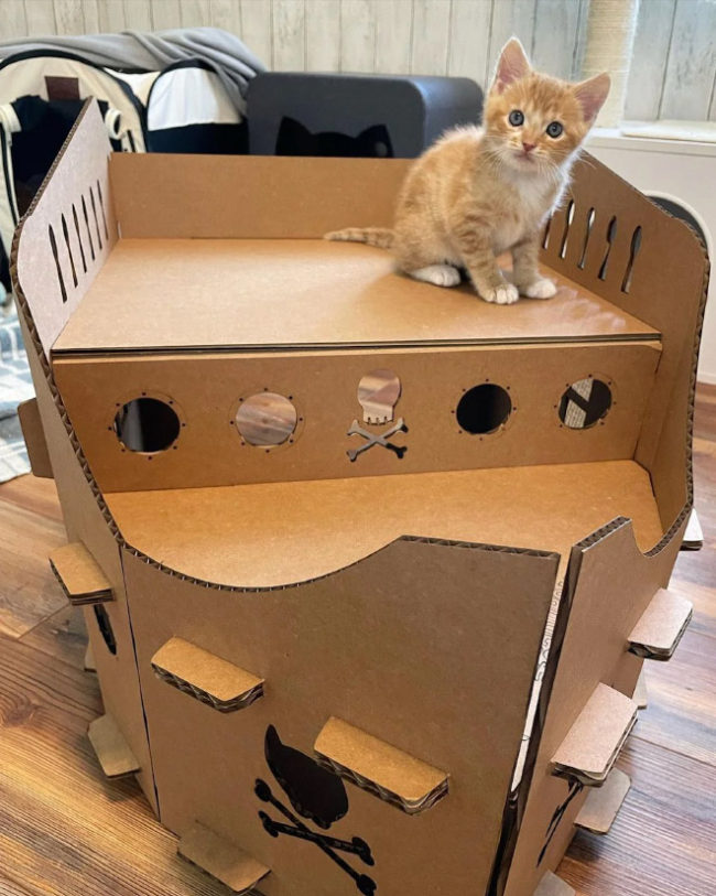 Cardboard Cat Forts: The Ultimate DIY Project for Feline Fun » Design ...