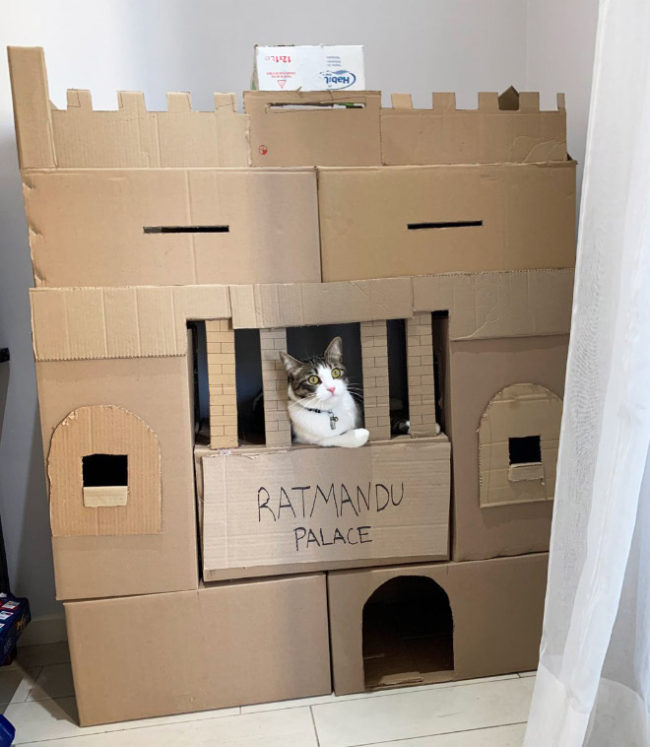 Cardboard Cat Forts: The Ultimate DIY Project for Feline Fun » Design ...