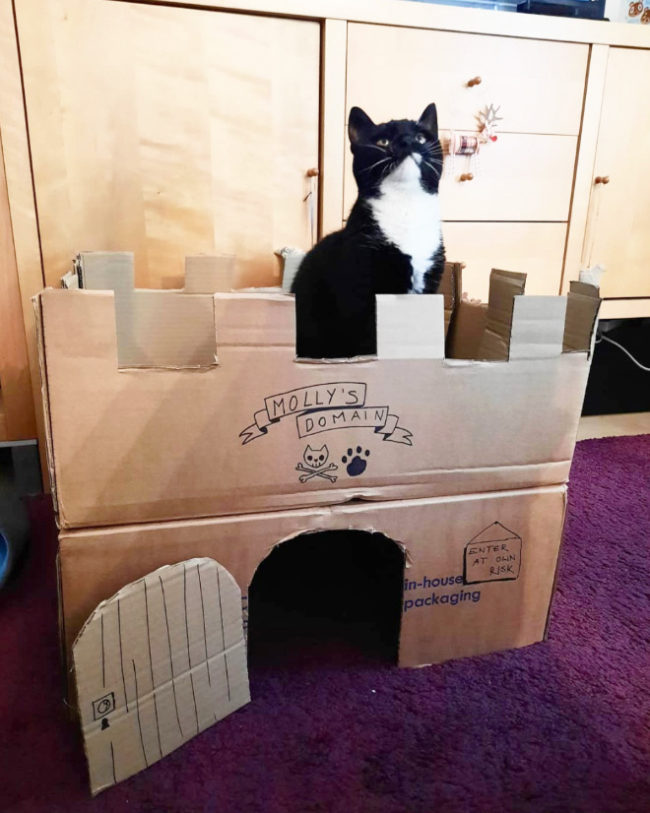 Cardboard Cat Forts: The Ultimate DIY Project for Feline Fun » Design ...