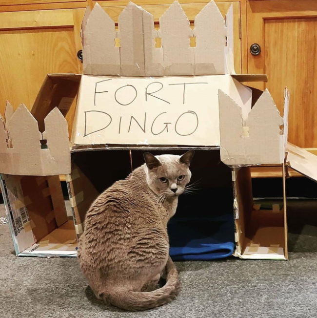 Cardboard Cat Forts: The Ultimate DIY Project for Feline Fun » Design ...