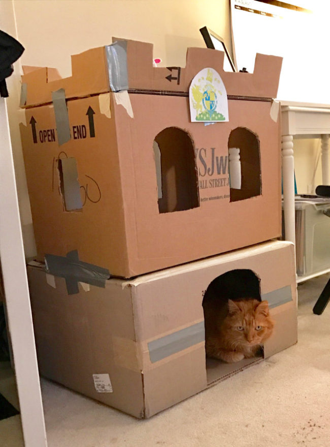 Cardboard Cat Forts: The Ultimate DIY Project for Feline Fun » Design ...