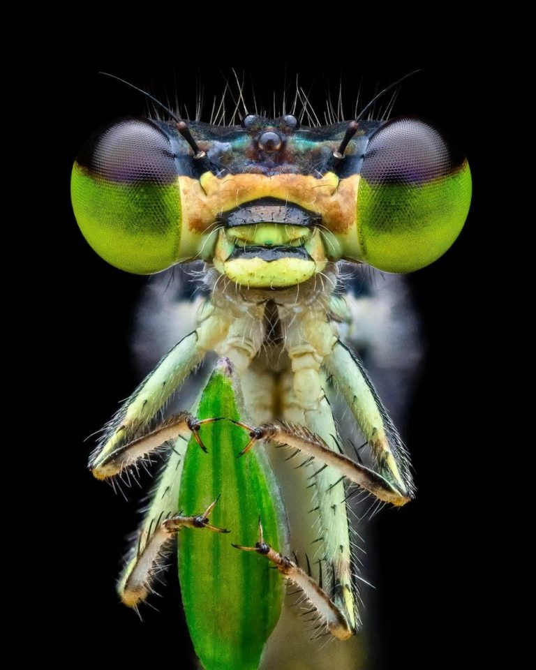Spectacular Winning Images of The 2023 Insect Week Photography Awards ...