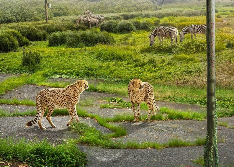 Exploring Post-Apocalyptic Nature and Environmental Issues through Digital Arworks of Nick ...