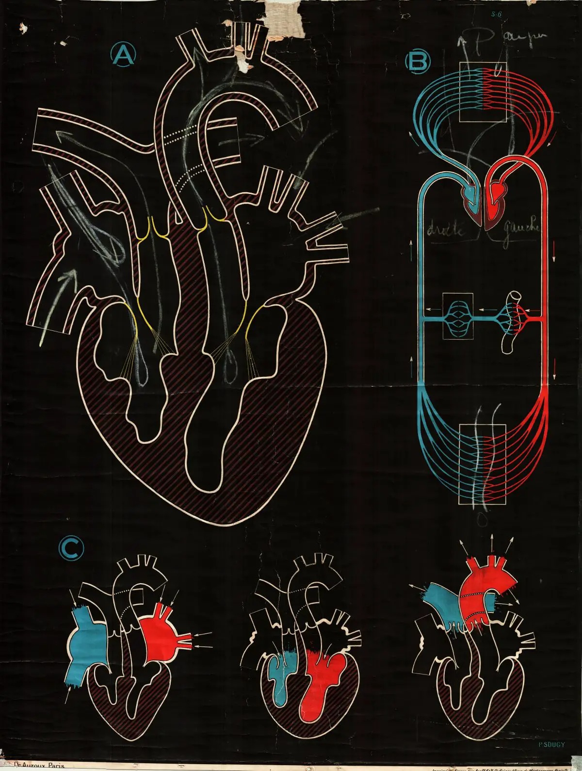 The Legacy of Paul Sougy: Mid-Century Scientific Illustrations that ...