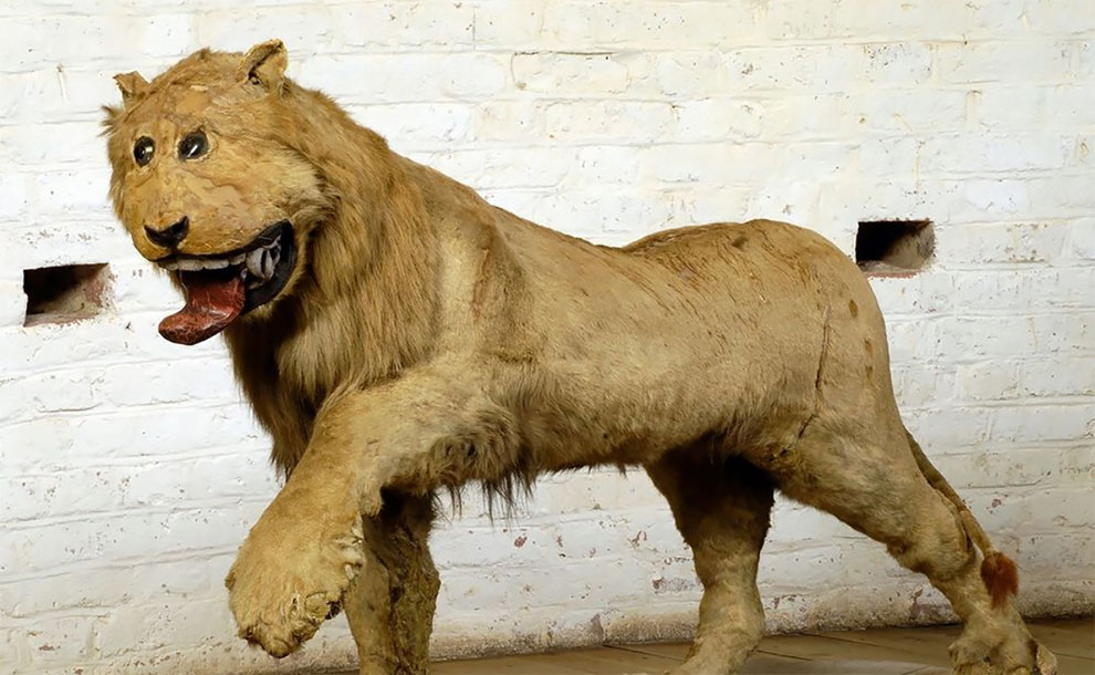 The Curious Tale Of Gripsholm Castle s Lion A Taxidermy Mishap Turned