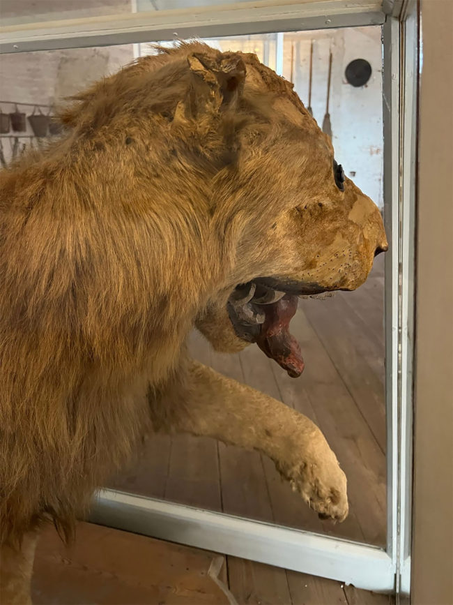 The Curious Tale of Gripsholm Castle’s Lion: A Taxidermy Mishap Turned ...