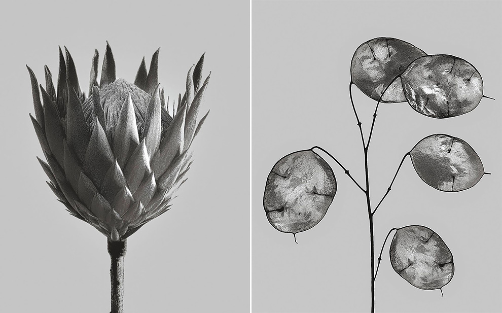 “Botanicals”: Monochromatic Series Unveiling Overlooked Beauty Through ...