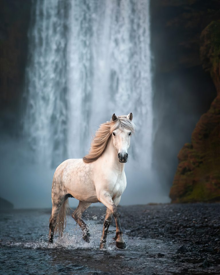 Photographer Took Pictures Of Beautiful Horses In Breathtaking ...