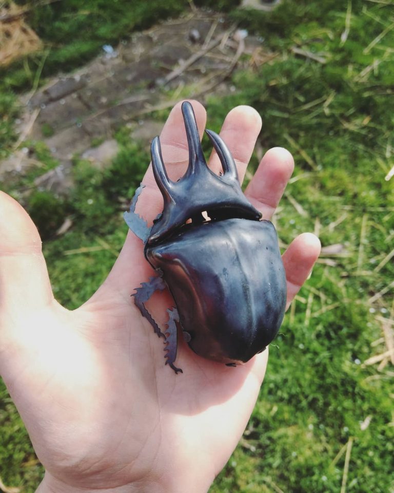 Wearable Insects by Samantha Dennis » Design You Trust — Design Daily ...