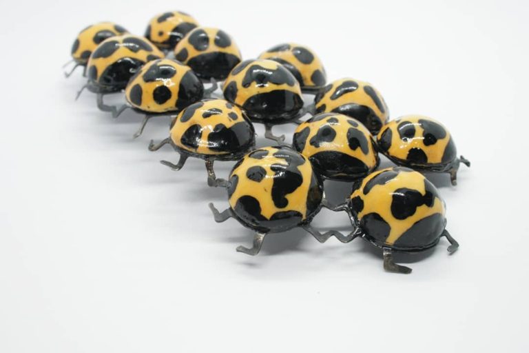 Wearable Insects by Samantha Dennis » Design You Trust — Design Daily ...