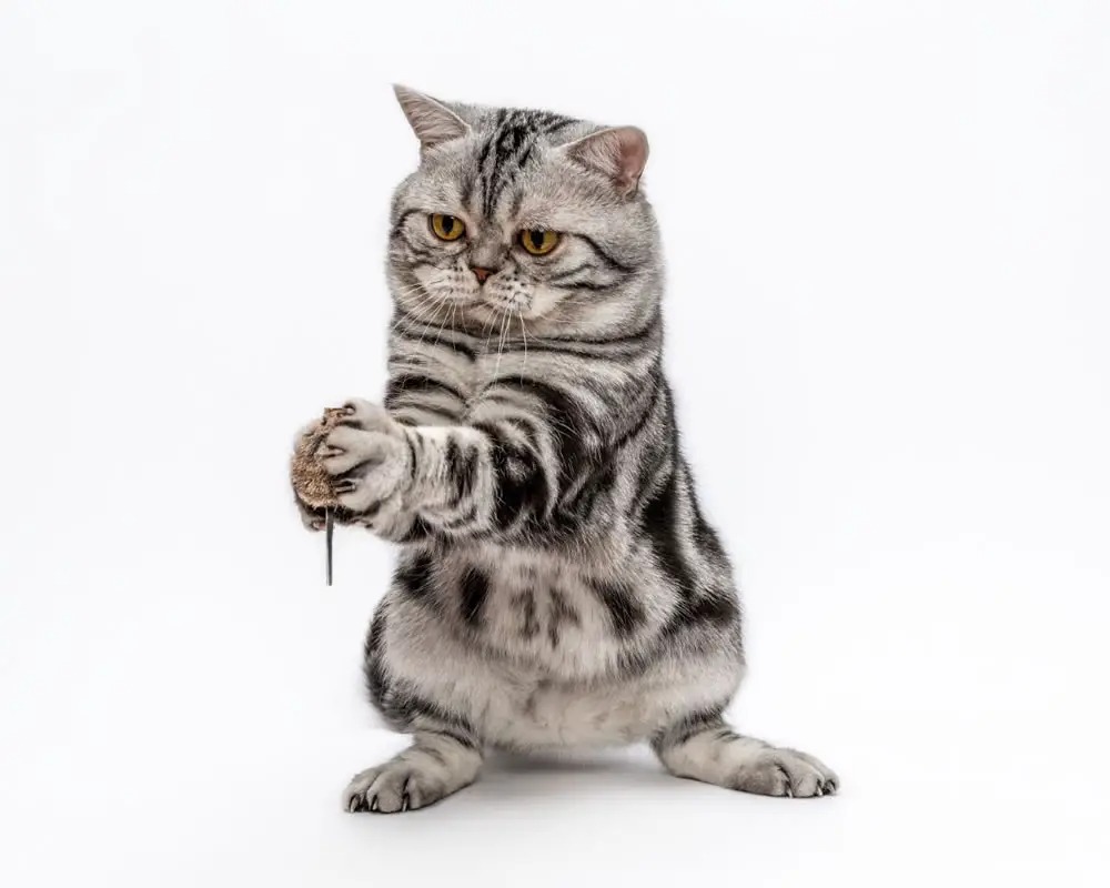 Spectacular Winning Photos Of The 2023 International Pet Photographer ...