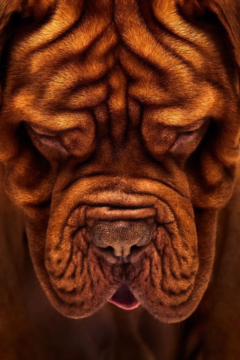 Spectacular Winning Photos Of The 2023 International Pet Photographer ...