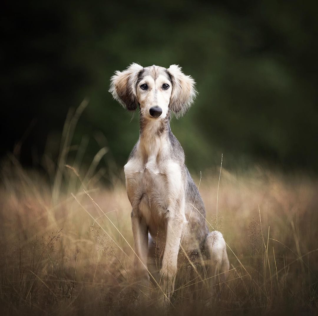 Meet a Dog Photographer Who Strives To Capture Each Dog’s Personality ...