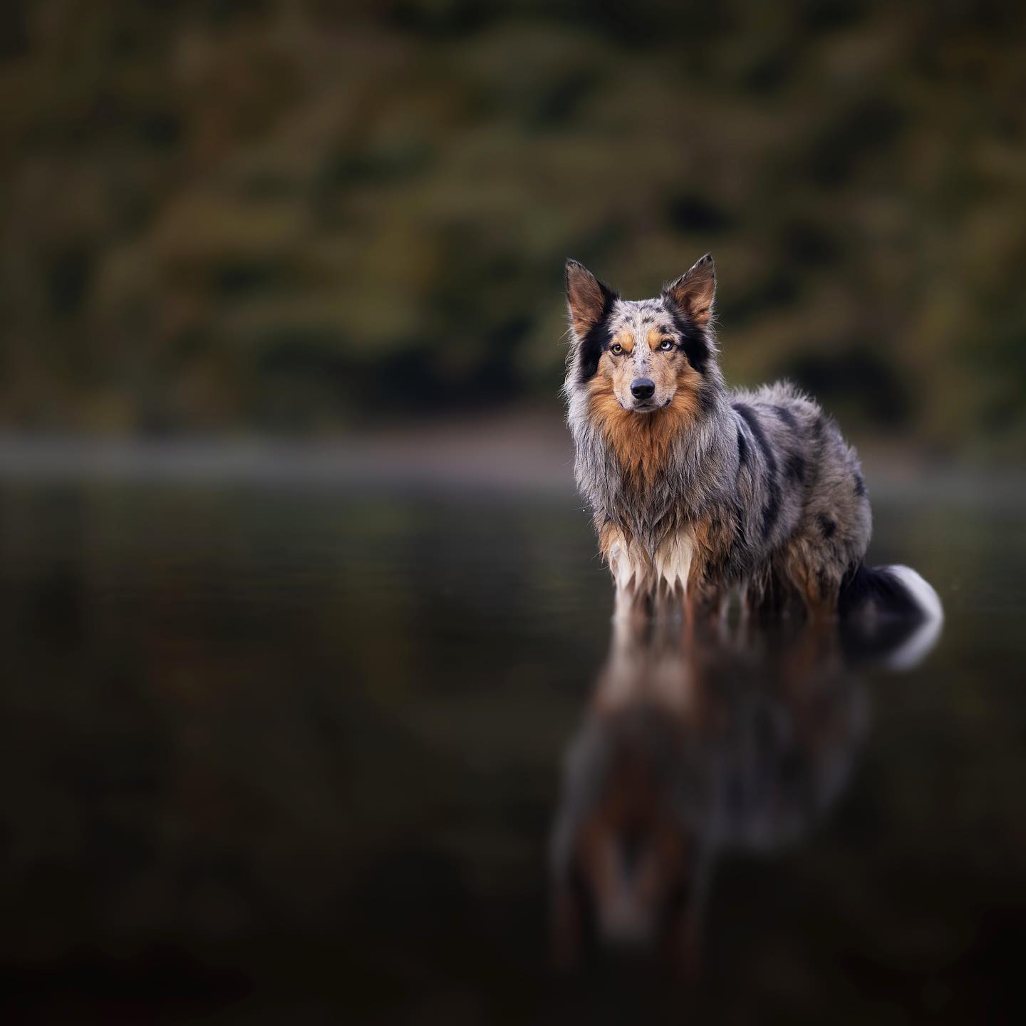 Meet a Dog Photographer Who Strives To Capture Each Dog’s Personality ...