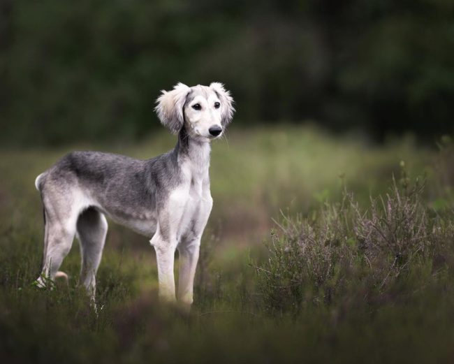 Meet a Dog Photographer Who Strives To Capture Each Dog’s Personality ...