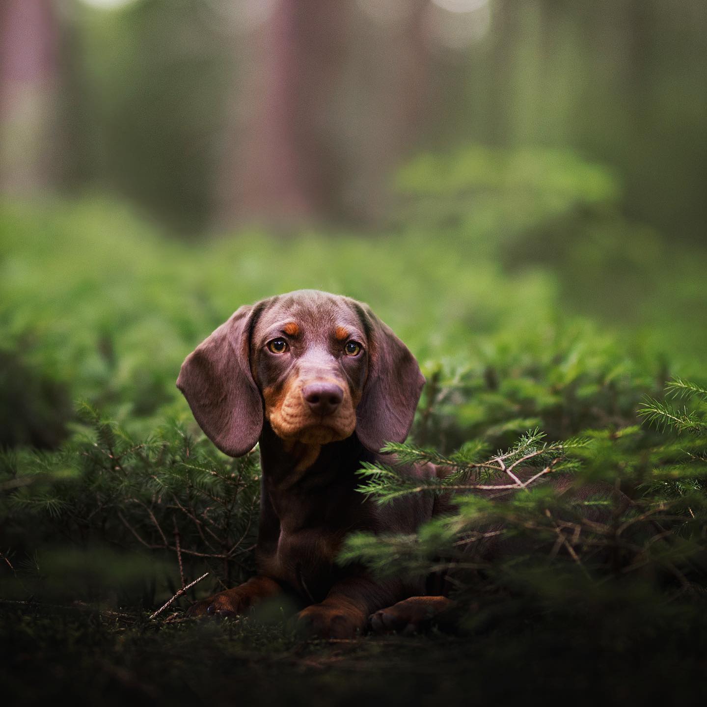 Meet a Dog Photographer Who Strives To Capture Each Dog’s Personality ...