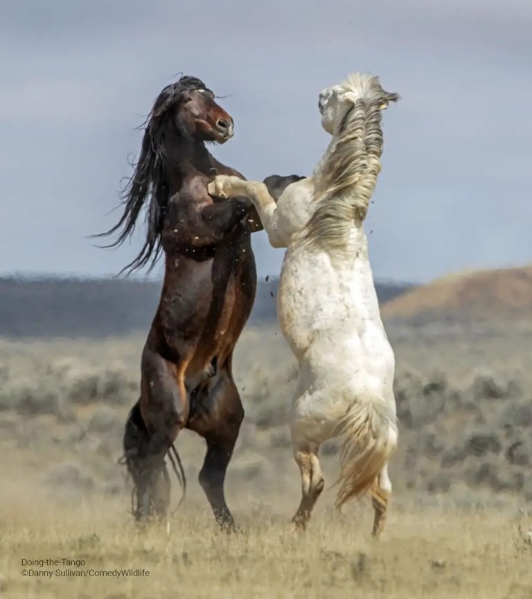 Spectacular Funny Finalist Photos Of Comedy Wildlife Photography Awards ...