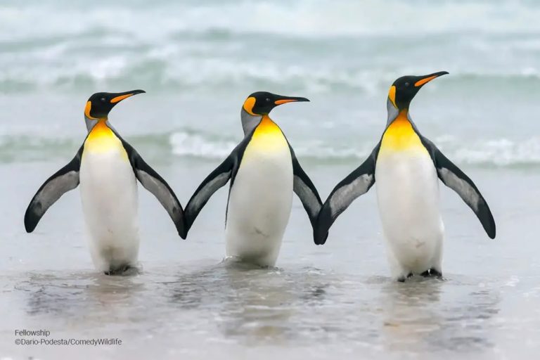 Spectacular Funny Finalist Photos Of Comedy Wildlife Photography Awards ...