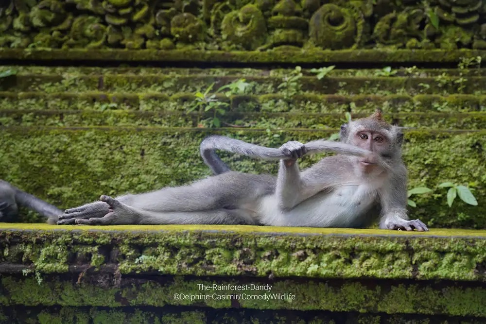 Spectacular Funny Finalist Photos Of Comedy Wildlife Photography Awards ...